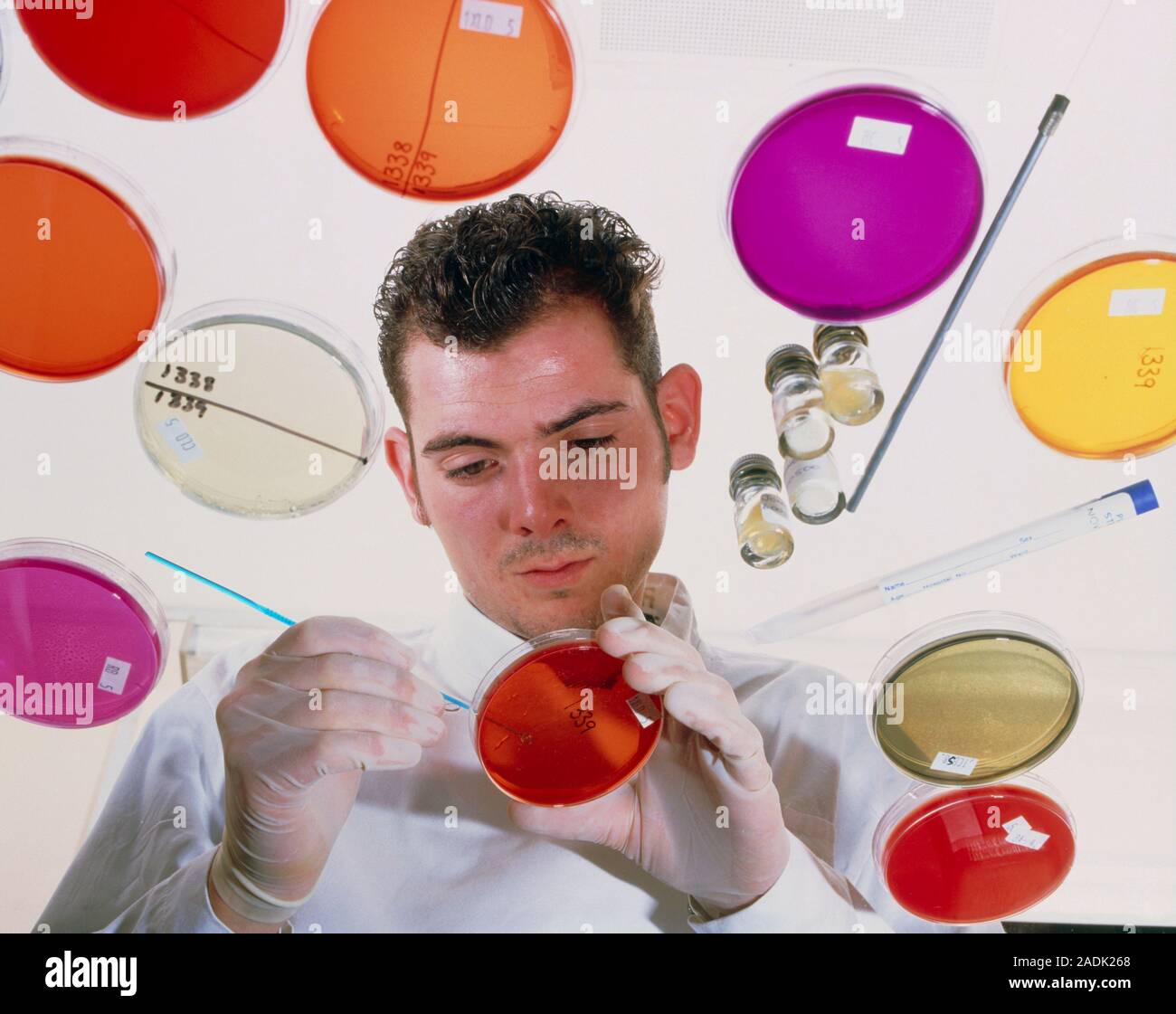 Plating of bacteria. Laboratory technician streaks bacteria onto an ...
