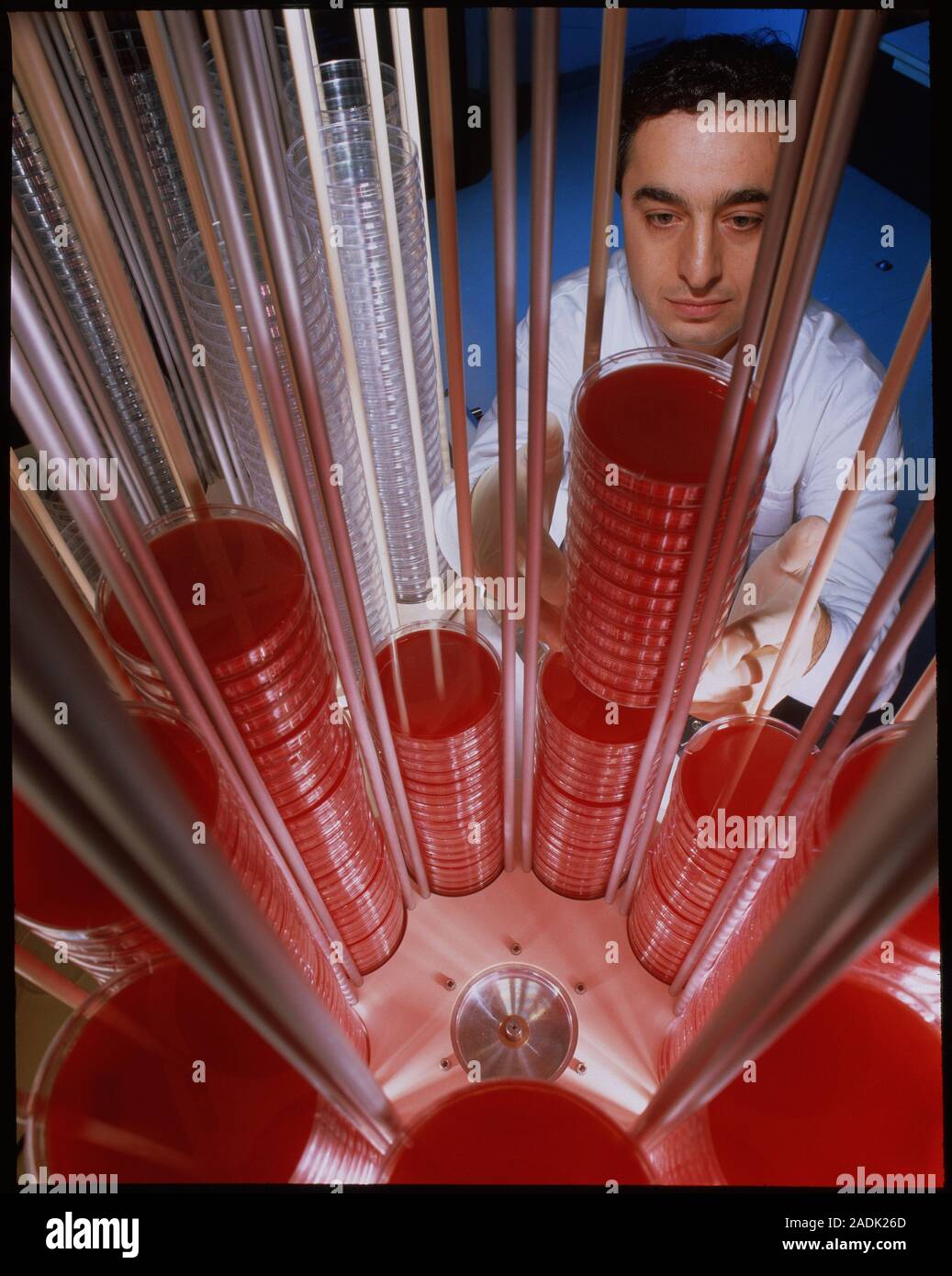 Agar filling machine. Technician lifts filled petri dishes from an agar ...