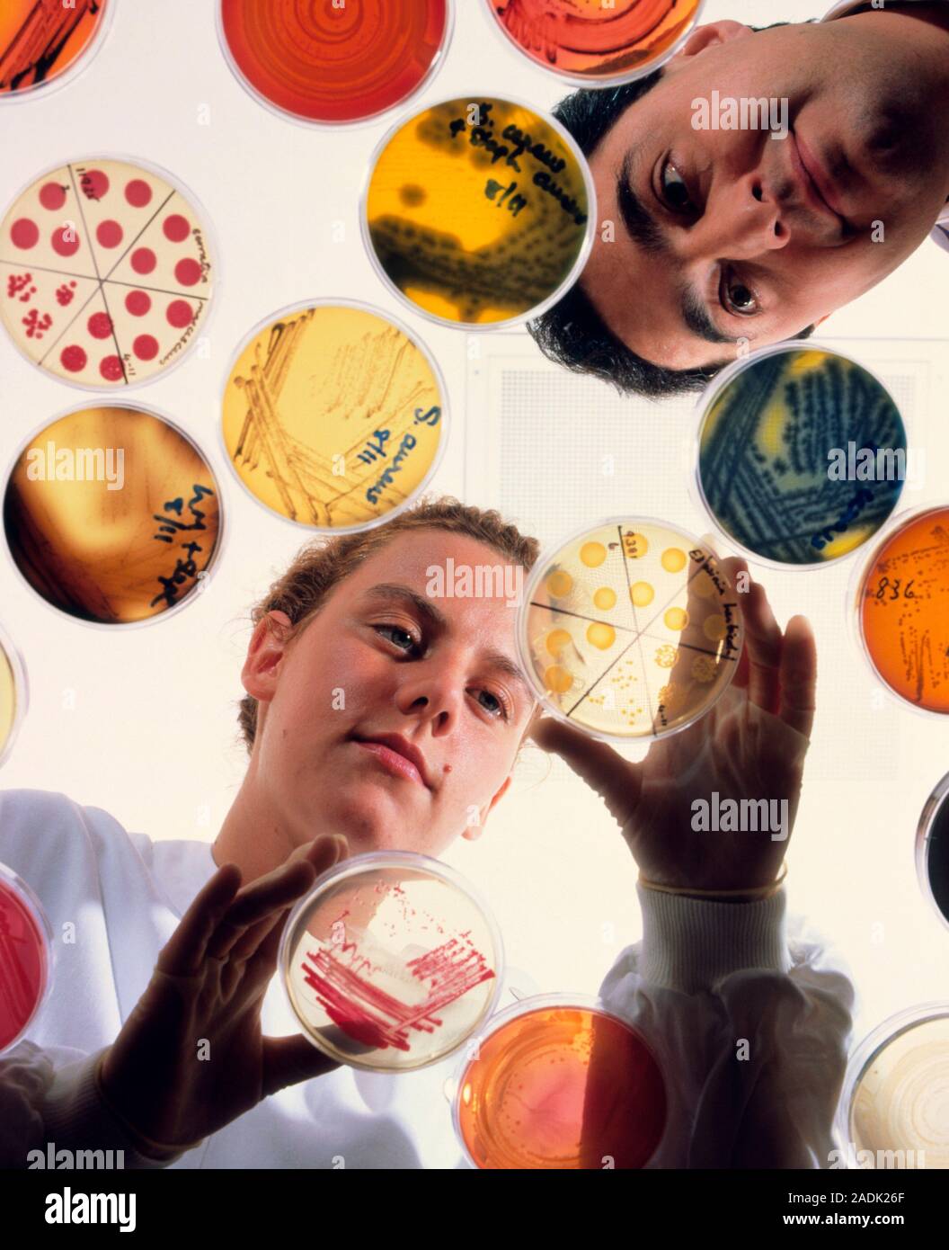 Cultures of bacteria. Laboratory technicians examine bacterial colonies ...
