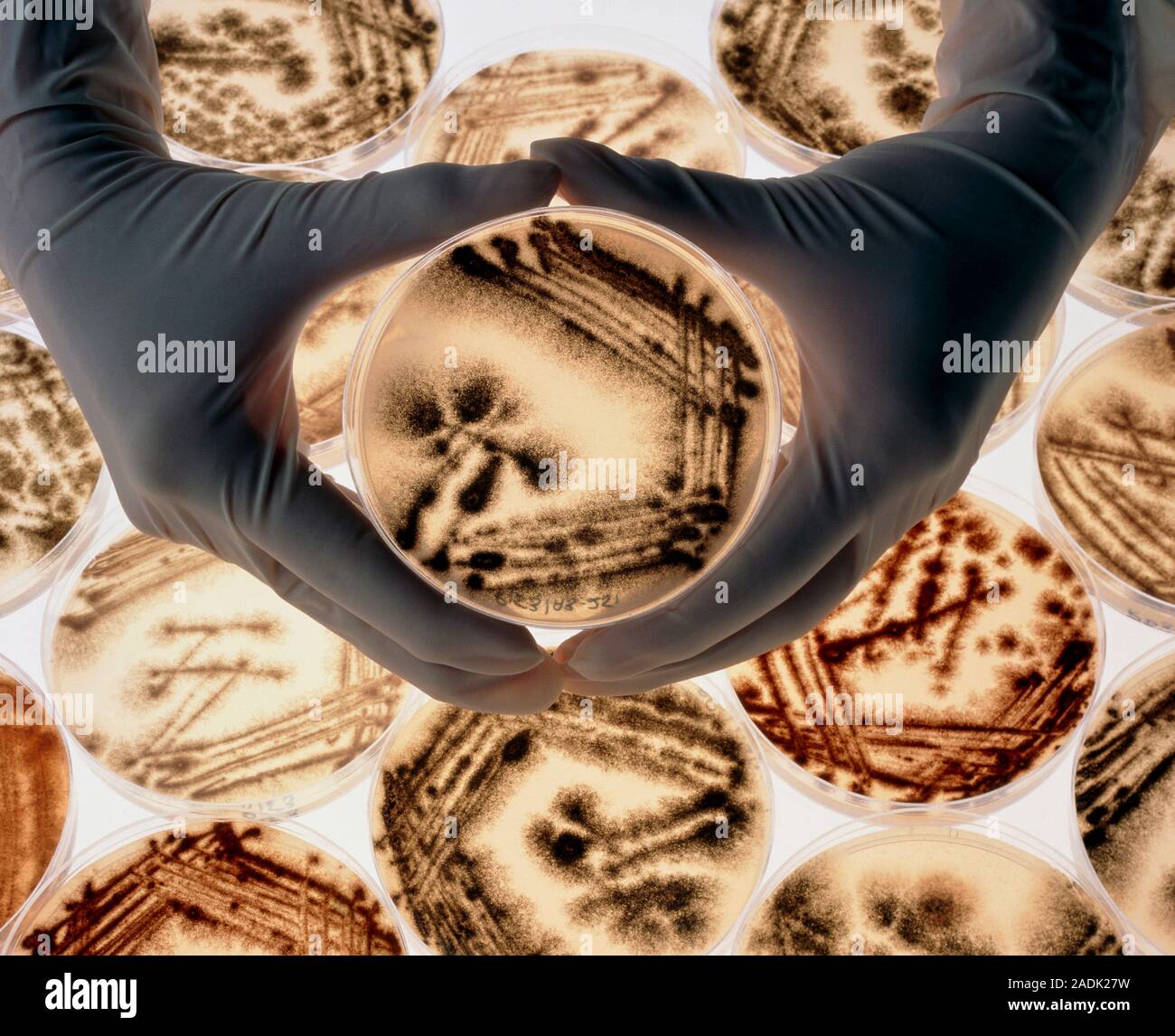 Aspergillus nidulans. A technician's hands holding one of numerous ...