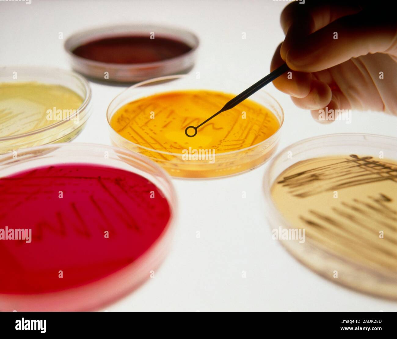 Petri dish bacterial cultures. Technician's hand uses a sterile loop to ...