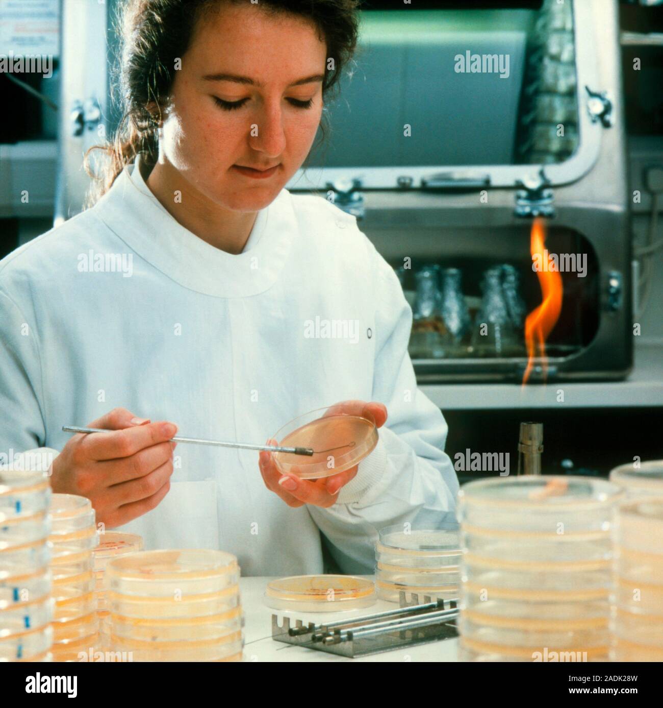 Culturing bacteria. Female researcher smears a sample of bacteria onto ...