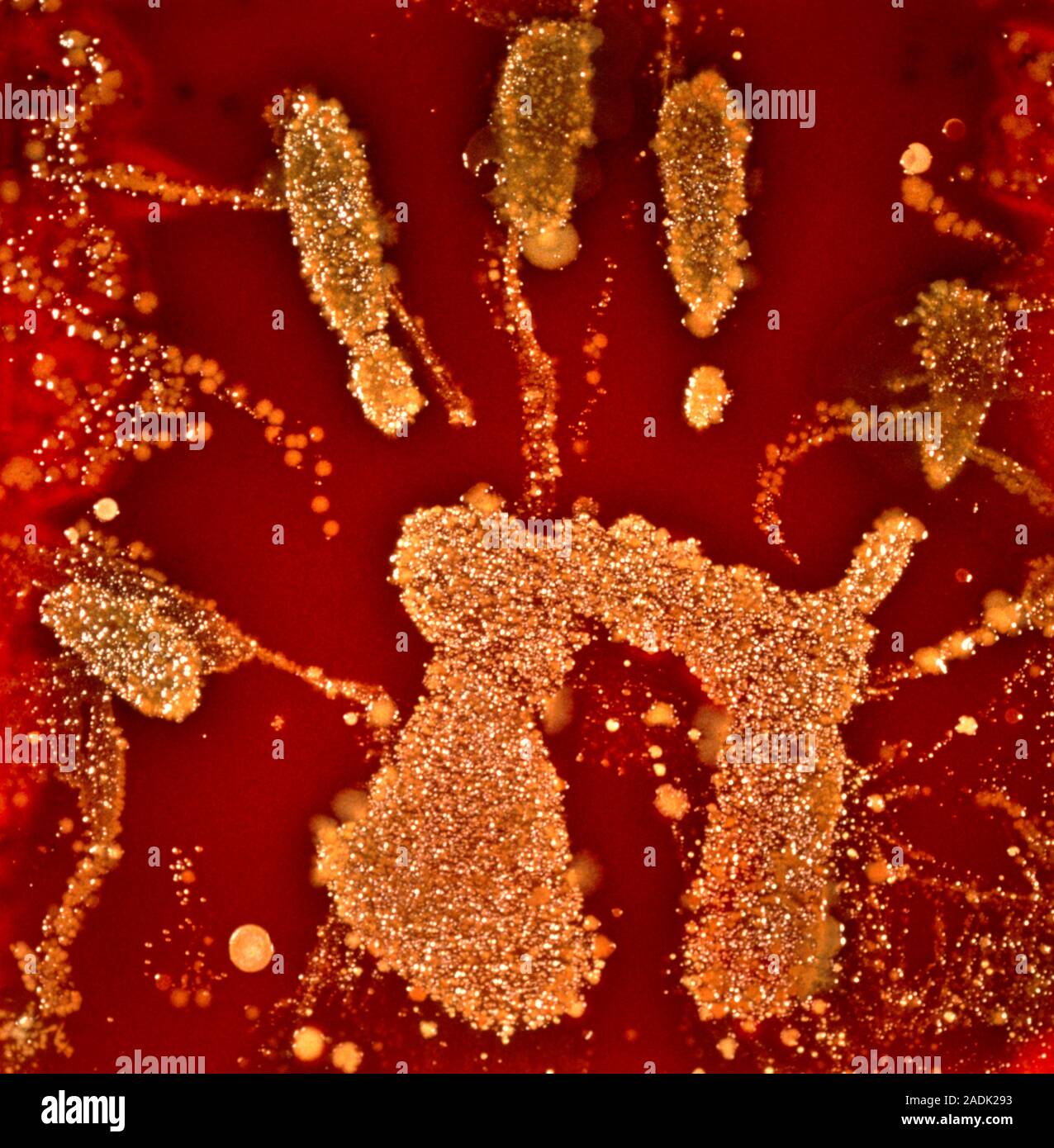 Bacteria from the hand. Bacterial colonies growing in the print of a ...