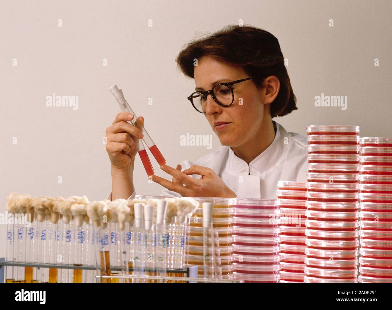 Bacteriology. Researcher views bacterial test tube cultures. Further ...