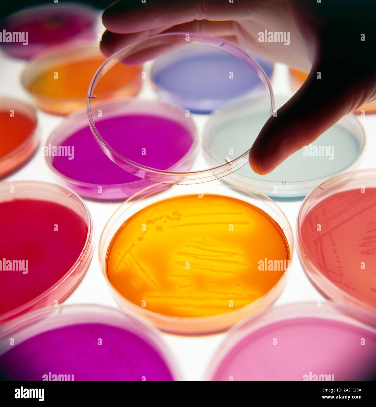 Bacterial culture. Hand placing a lid on a petri dish containing a ...