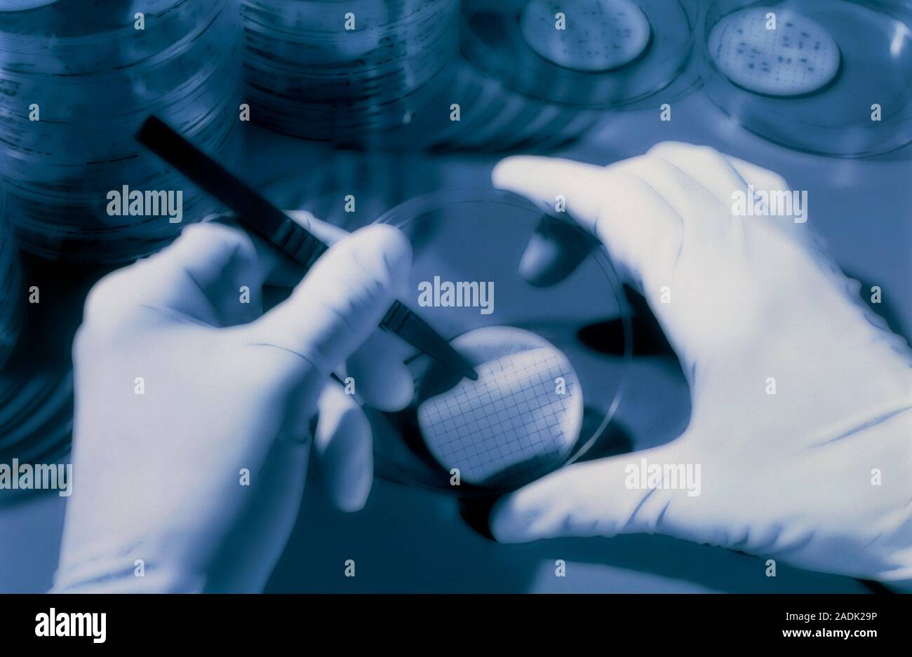 Petri dish. Gloved hand of a researcher using forceps to place a grid ...