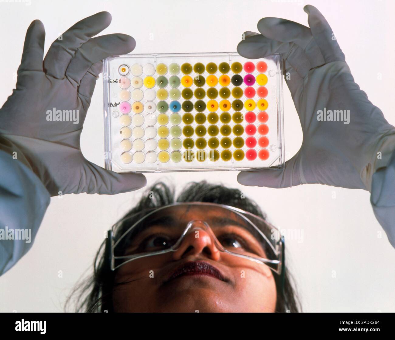 Bacterial biotyping. Female researcher holding a microtitre plate as ...