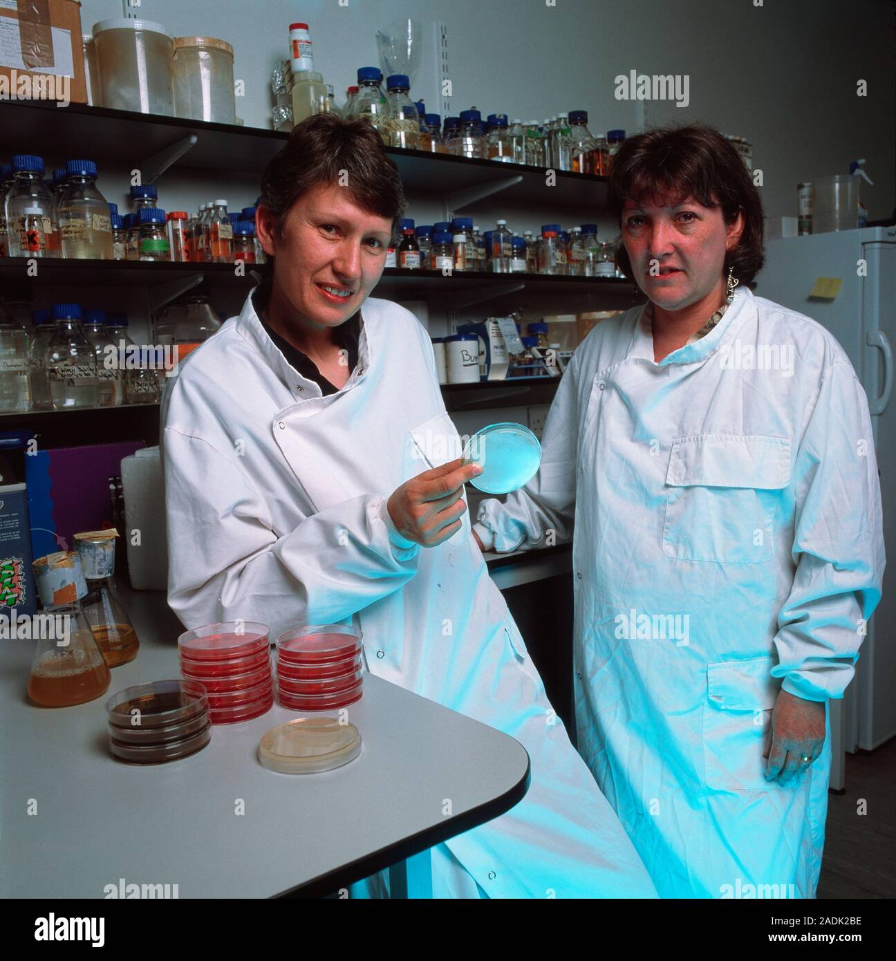 Food safety research. Drs Chris Dodd and Cath Rees displaying a petri ...