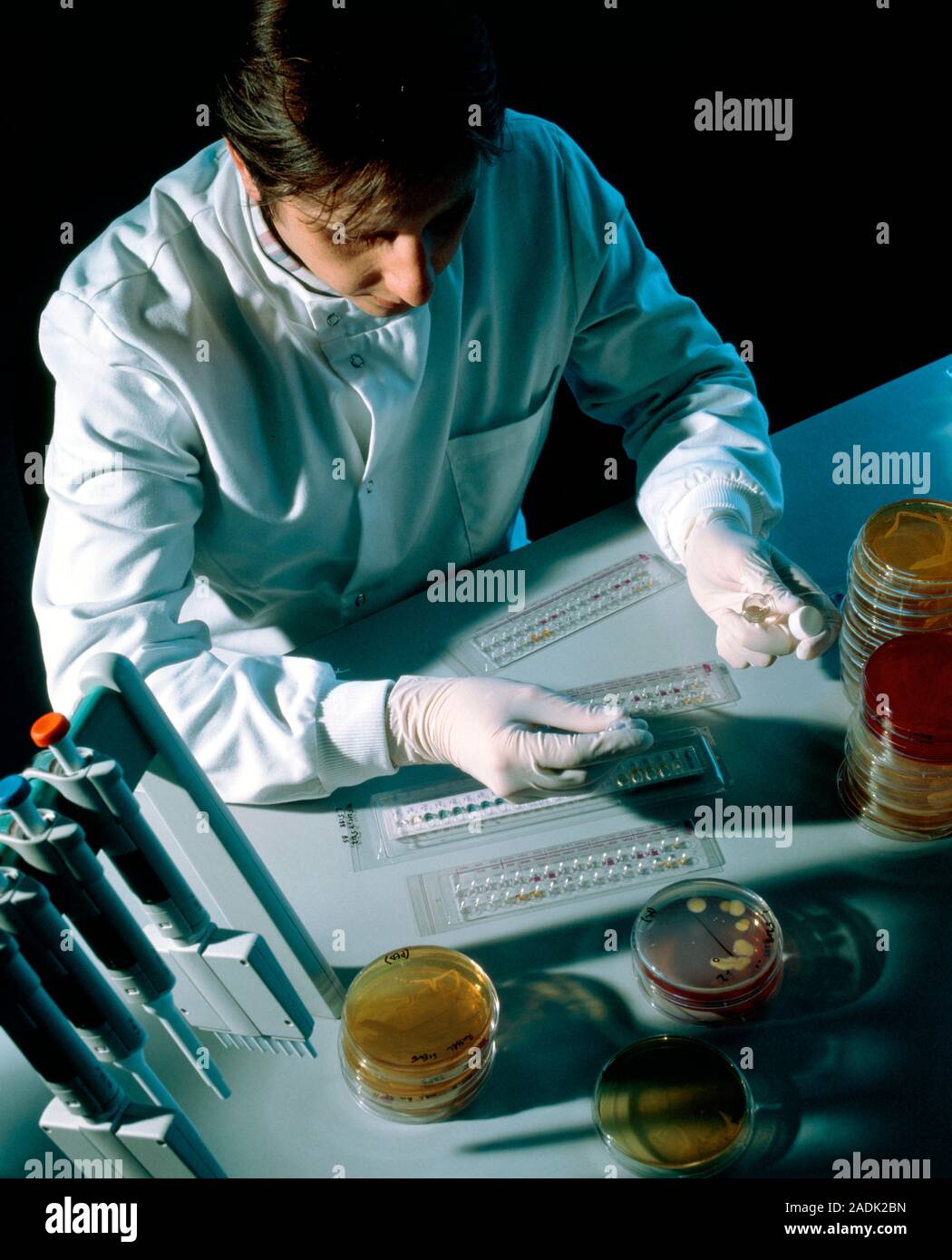 Identifying bacterial cultures. Technician using Analytical Profile ...