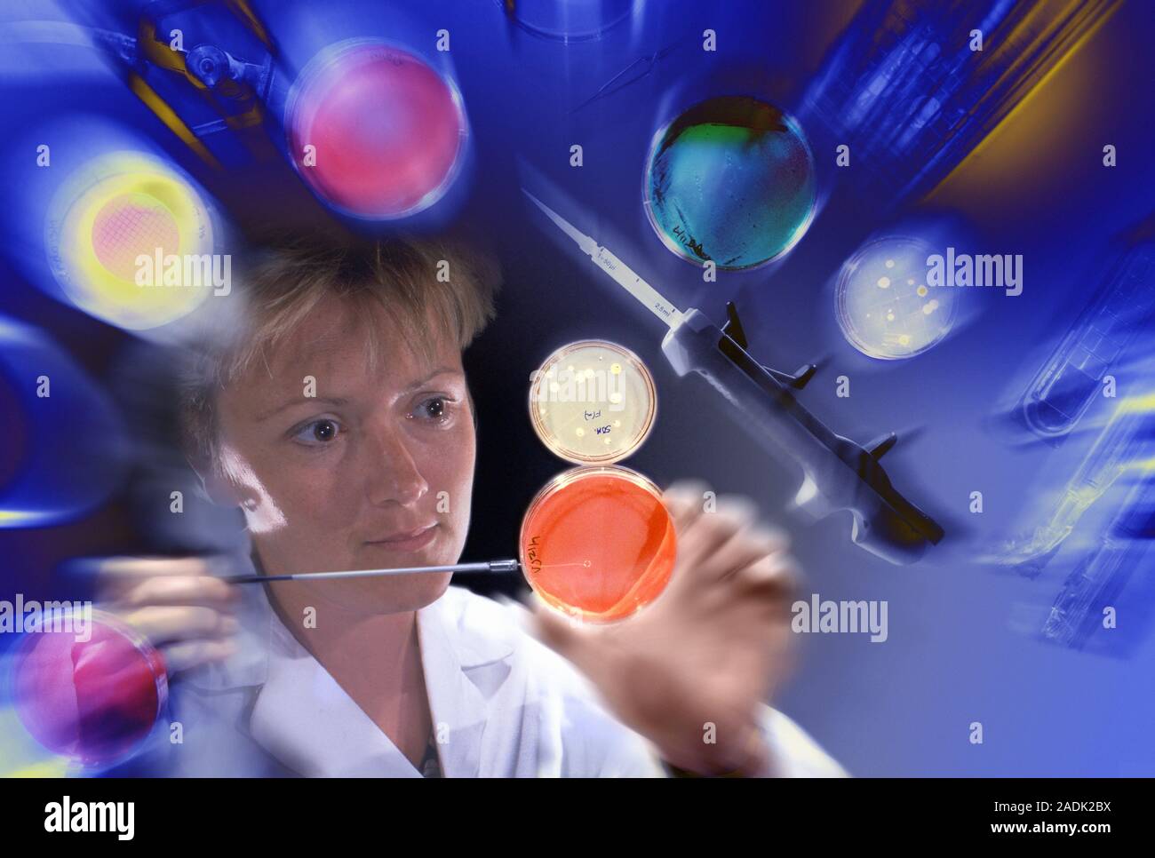 Culturing microbes. Technician using a sterile rod to inoculate petri ...