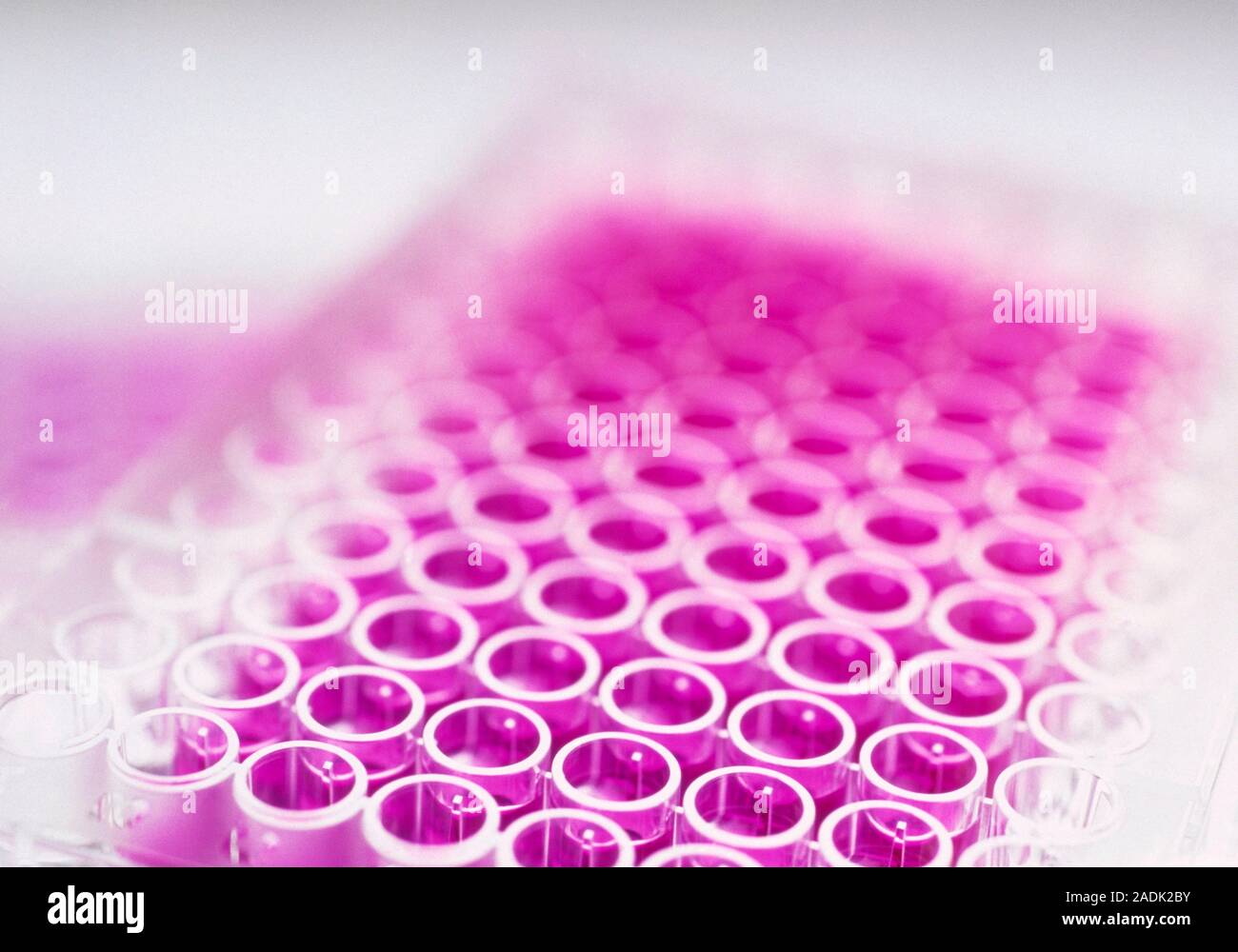 Bacterial endotoxin research. Multi-well sample tray containing varying ...