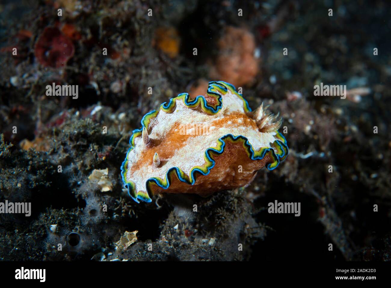 Glossodoris cincta, Nudibranch Stock Photo - Alamy