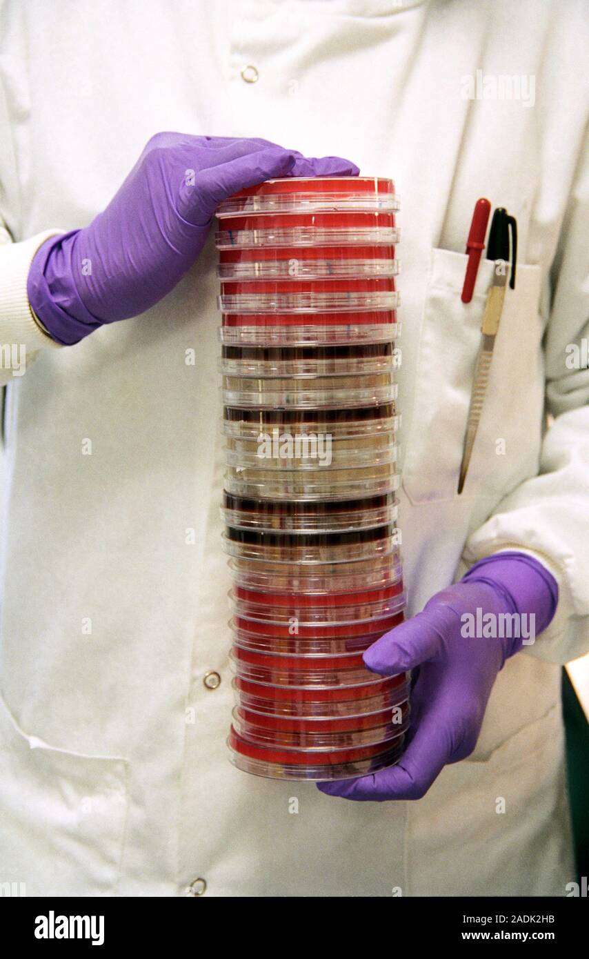 Bacteria research. Technician holding a stack of petri dishes in a ...