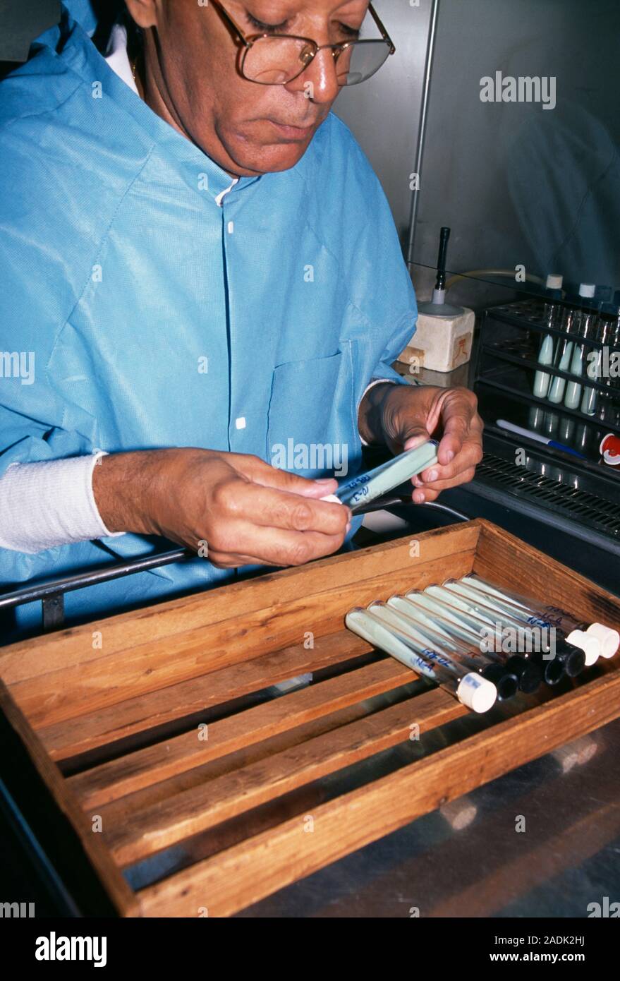 Tuberculosis research. Researcher preparing test tubes used to culture ...