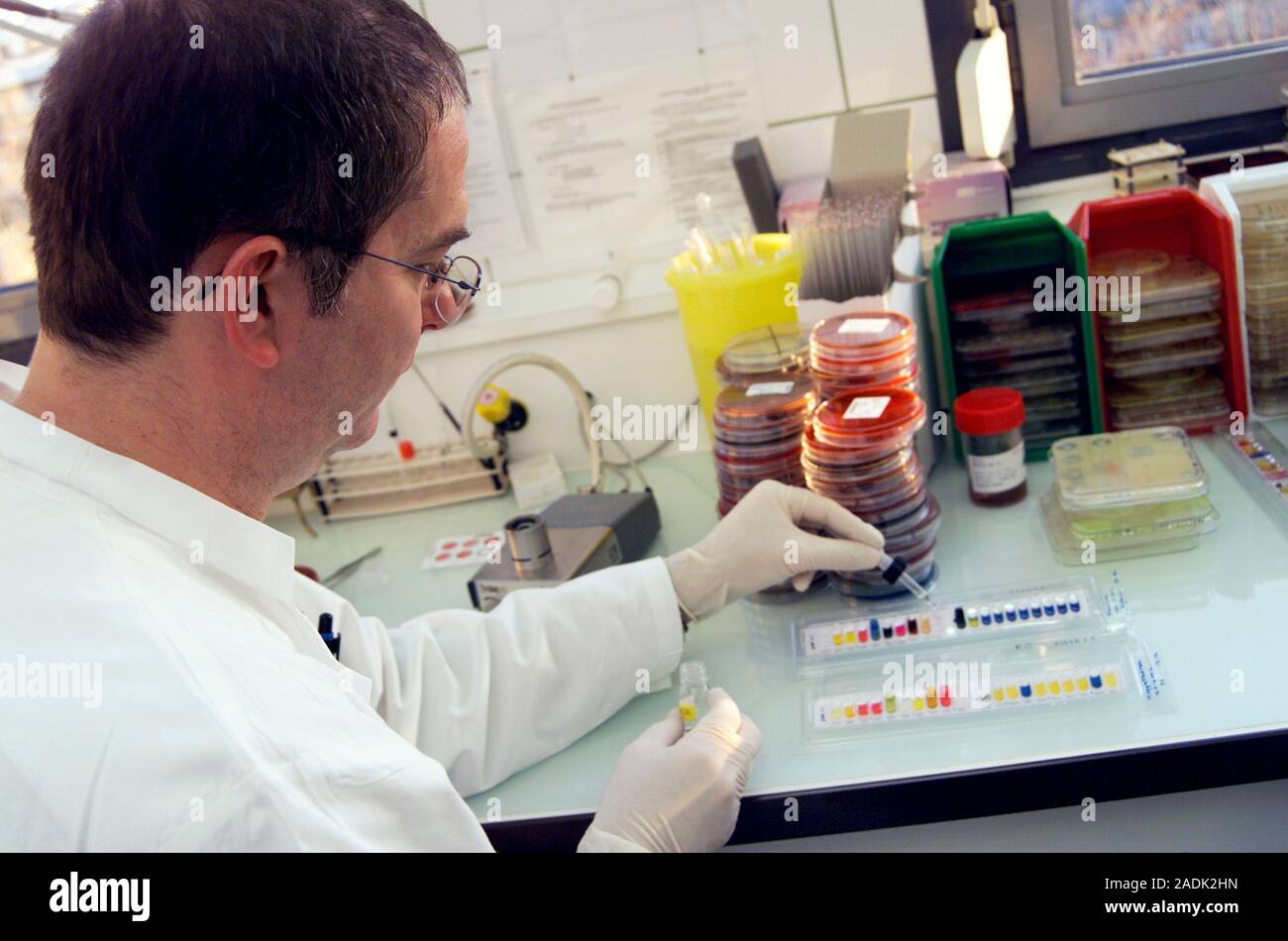Identifying bacteria. Laboratory technician performing an Analytical ...