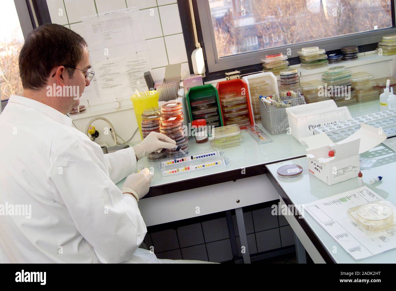 Identifying bacteria. Laboratory technician performing an Analytical ...