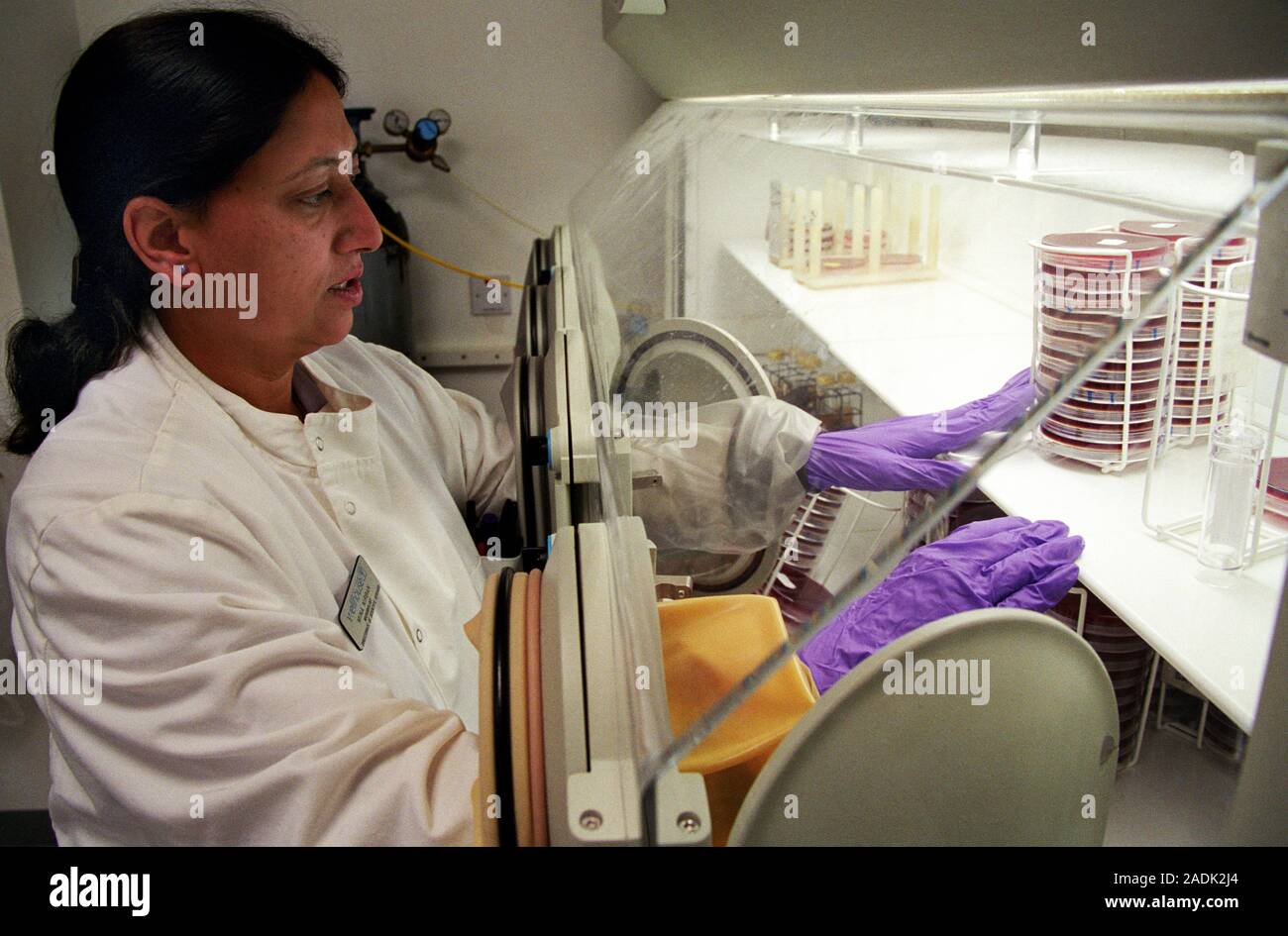 Microbiology laboratory. Stacks of petri dishes being moved inside a ...