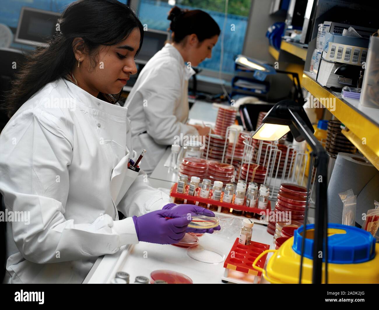 Bacterial contamination tests. Laboratory workers processing petri ...