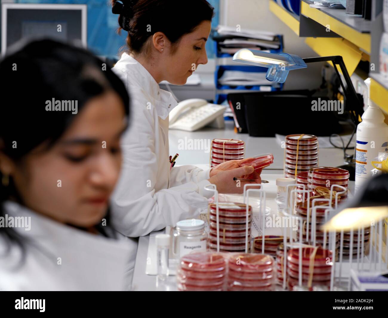 Bacterial contamination tests. Laboratory workers processing petri ...