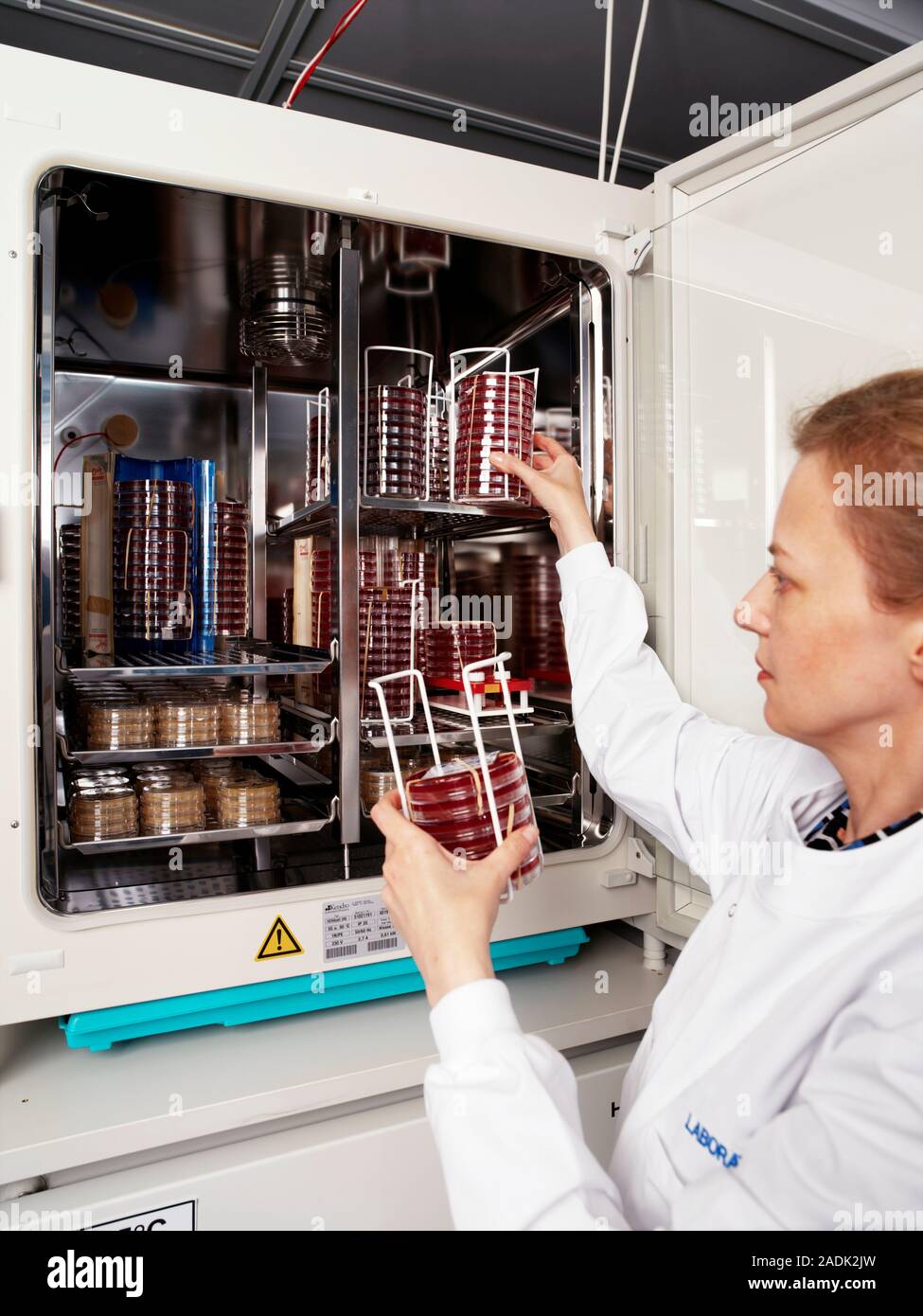 Incubating bacteria. Laboratory worker placing petri dishes in an ...