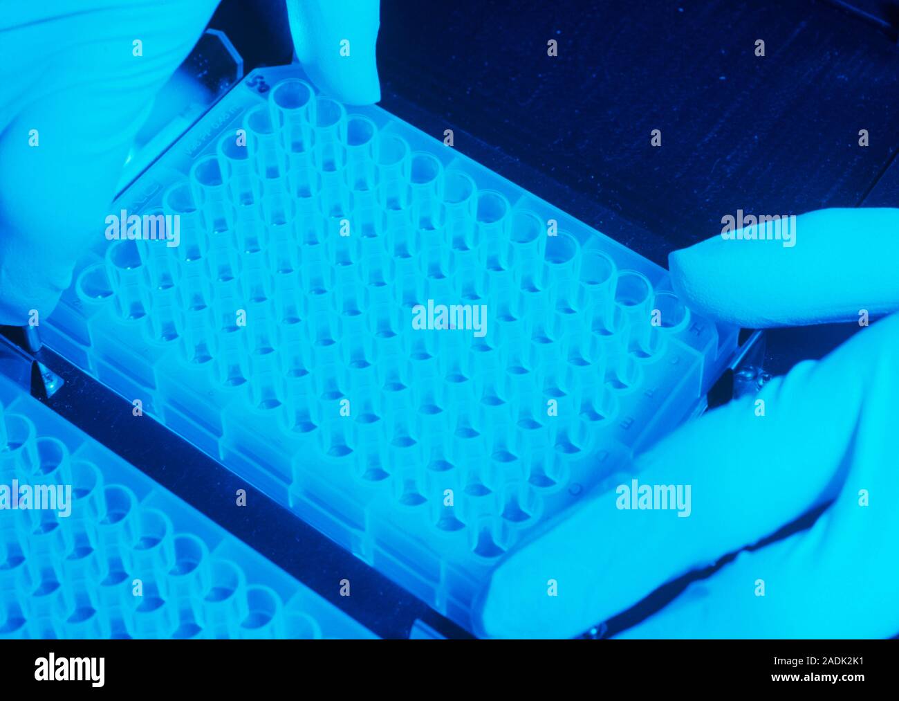 Bacterial research. Gloved hands holding a multi-well tray containing ...