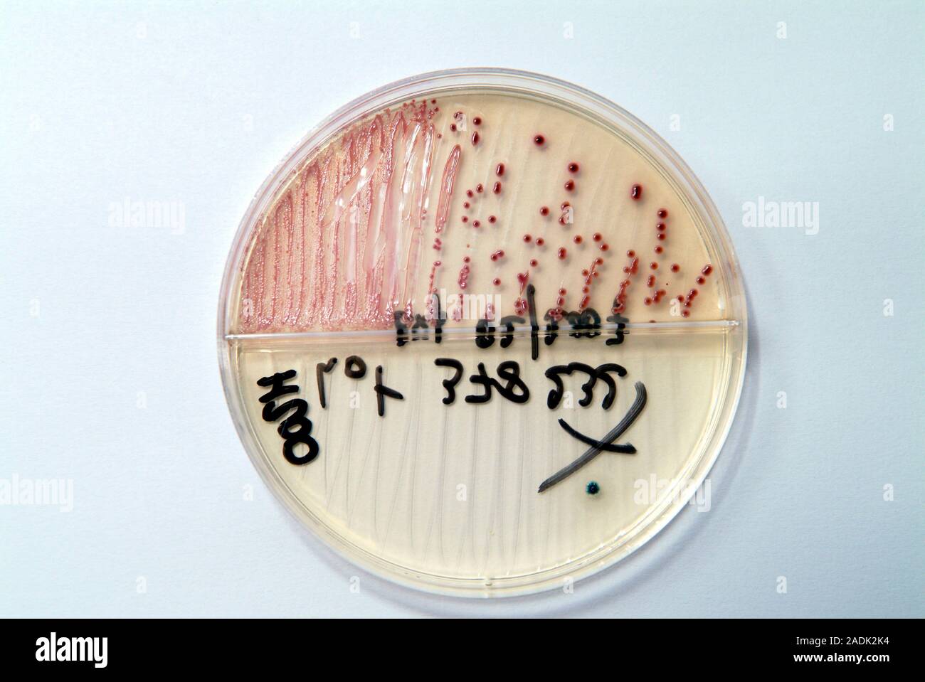 Staphylococcus bacterial culture (red) growing in a petri dish. The ...