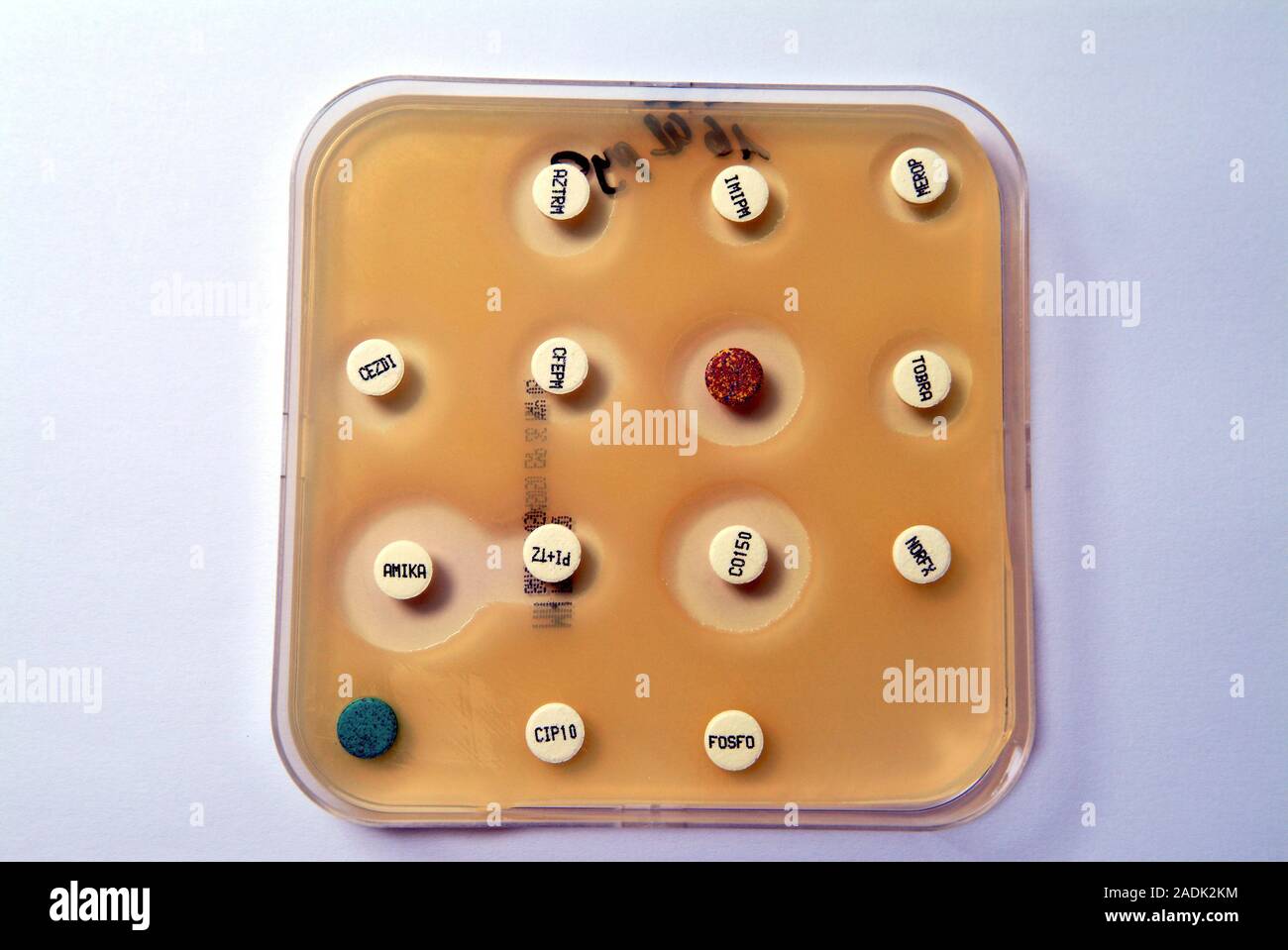 Pseudomonas bacteria antibiotic tests. Antibiotic drugs (white discs ...