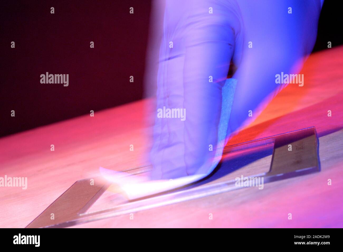 MODEL RELEASED. Bacterial sampling. Gloved hand swabbing a surface for ...