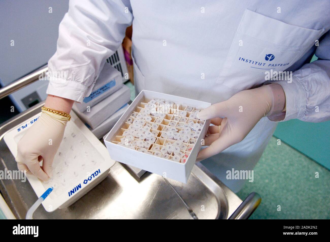Chikungunya virus research. Scientist storing samples of chikungunya ...