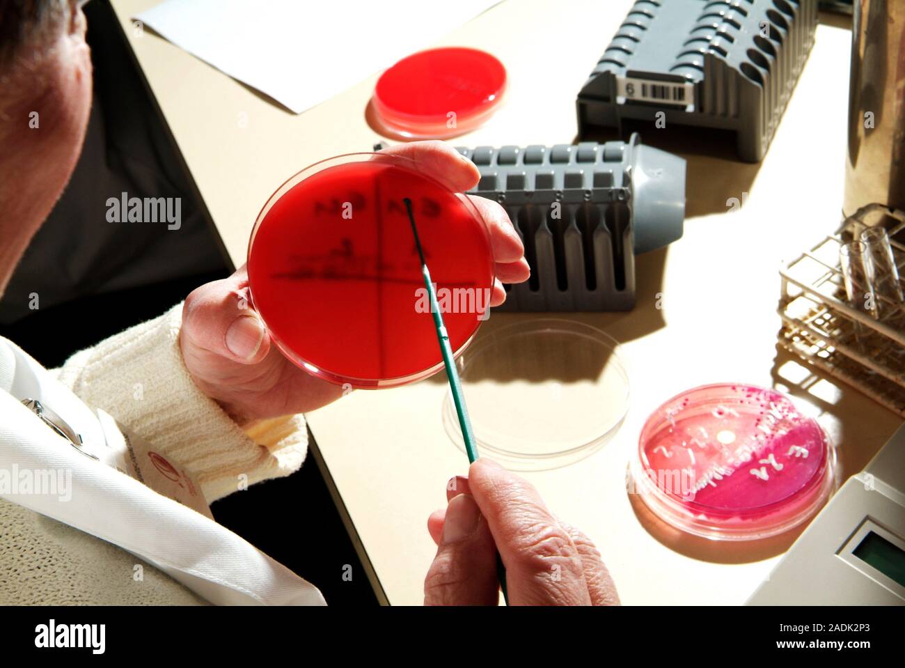MODEL RELEASED. Preparing bacterial cultures. Laboratory worker adding ...