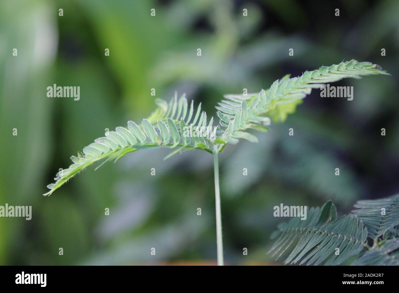 Sensitive plant, Mimosa pudica, humble plant Stock Photo - Alamy