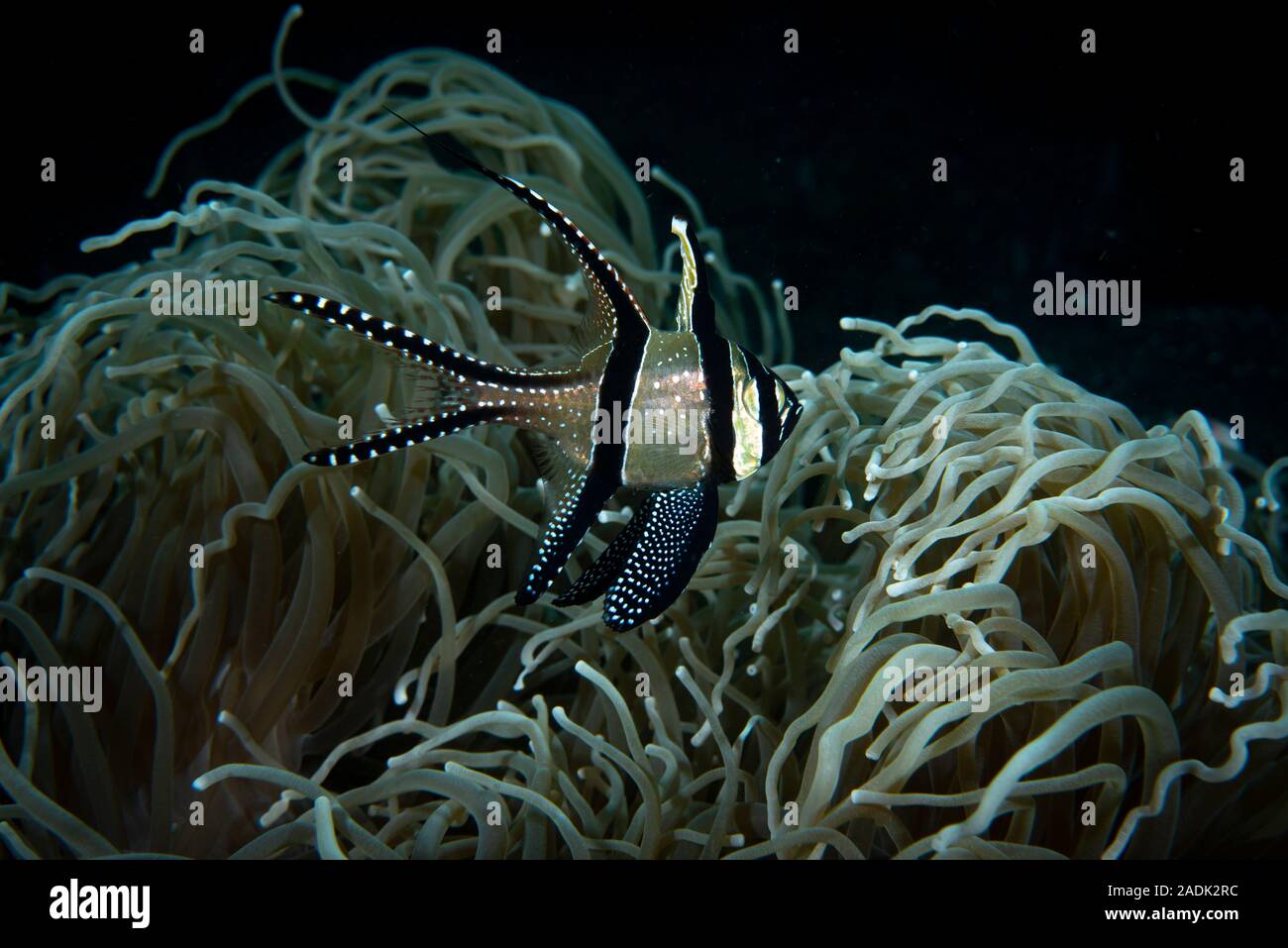 Banggai cardinalfish tank hi-res stock photography and images - Alamy
