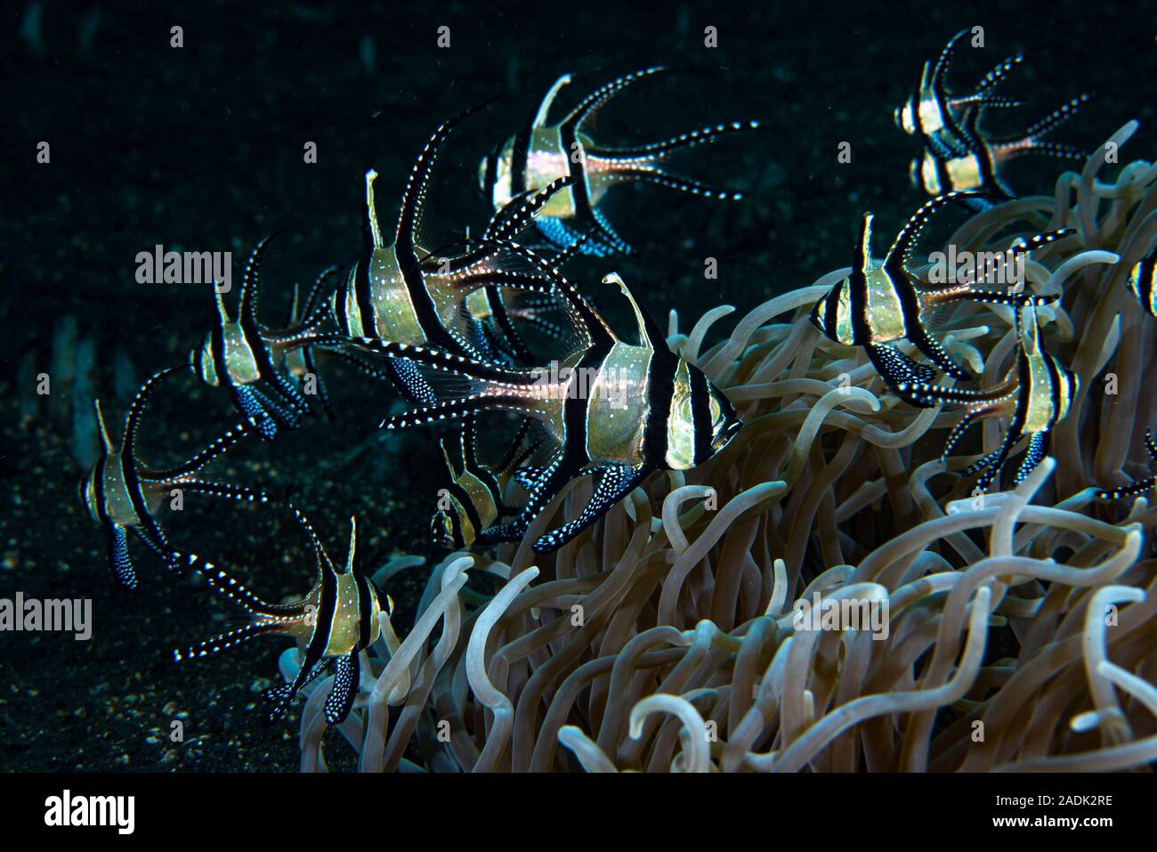 Banggai cardinalfish tank hi-res stock photography and images - Alamy
