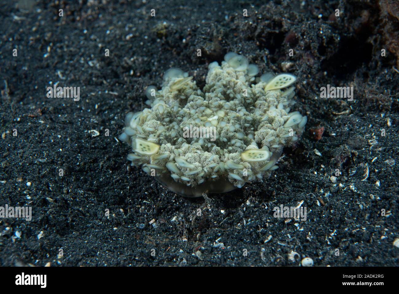 Cassiopea hi-res stock photography and images - Alamy