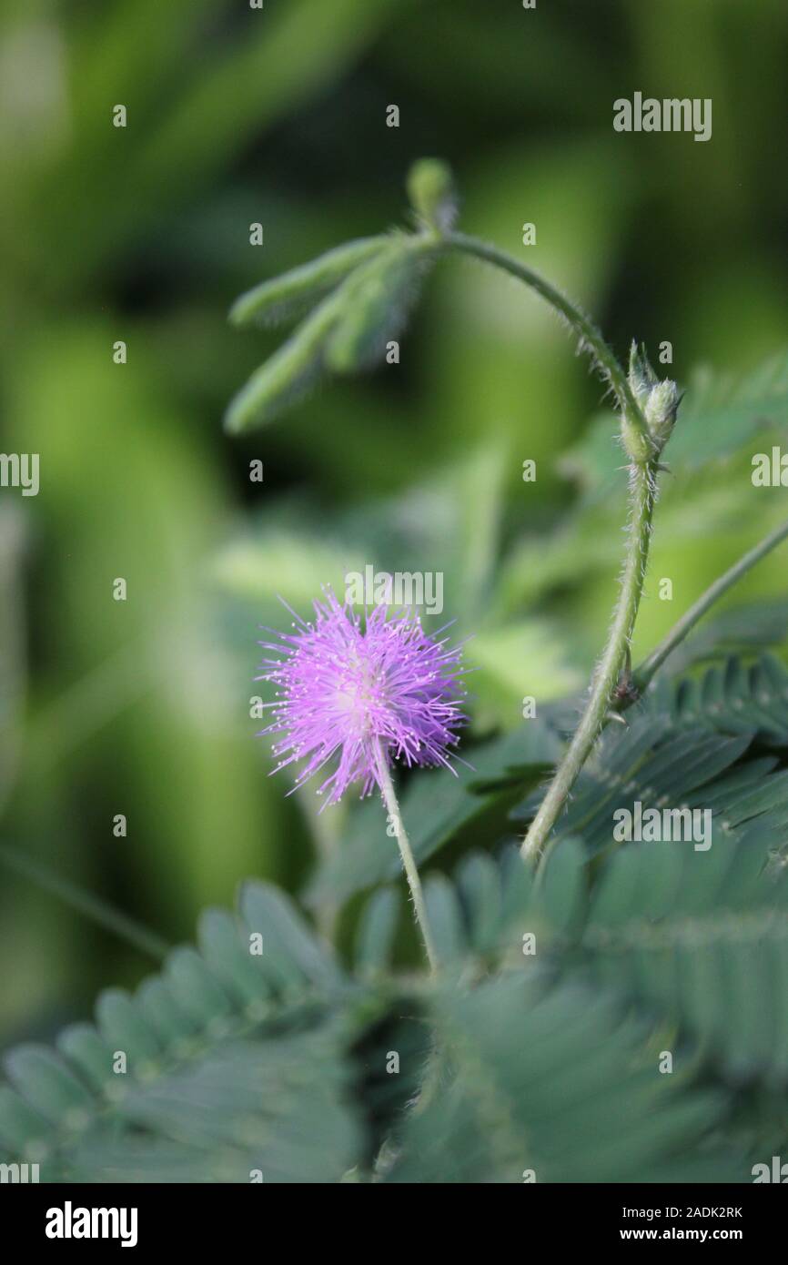 Sensitive plant, Mimosa pudica, humble plant Stock Photo - Alamy