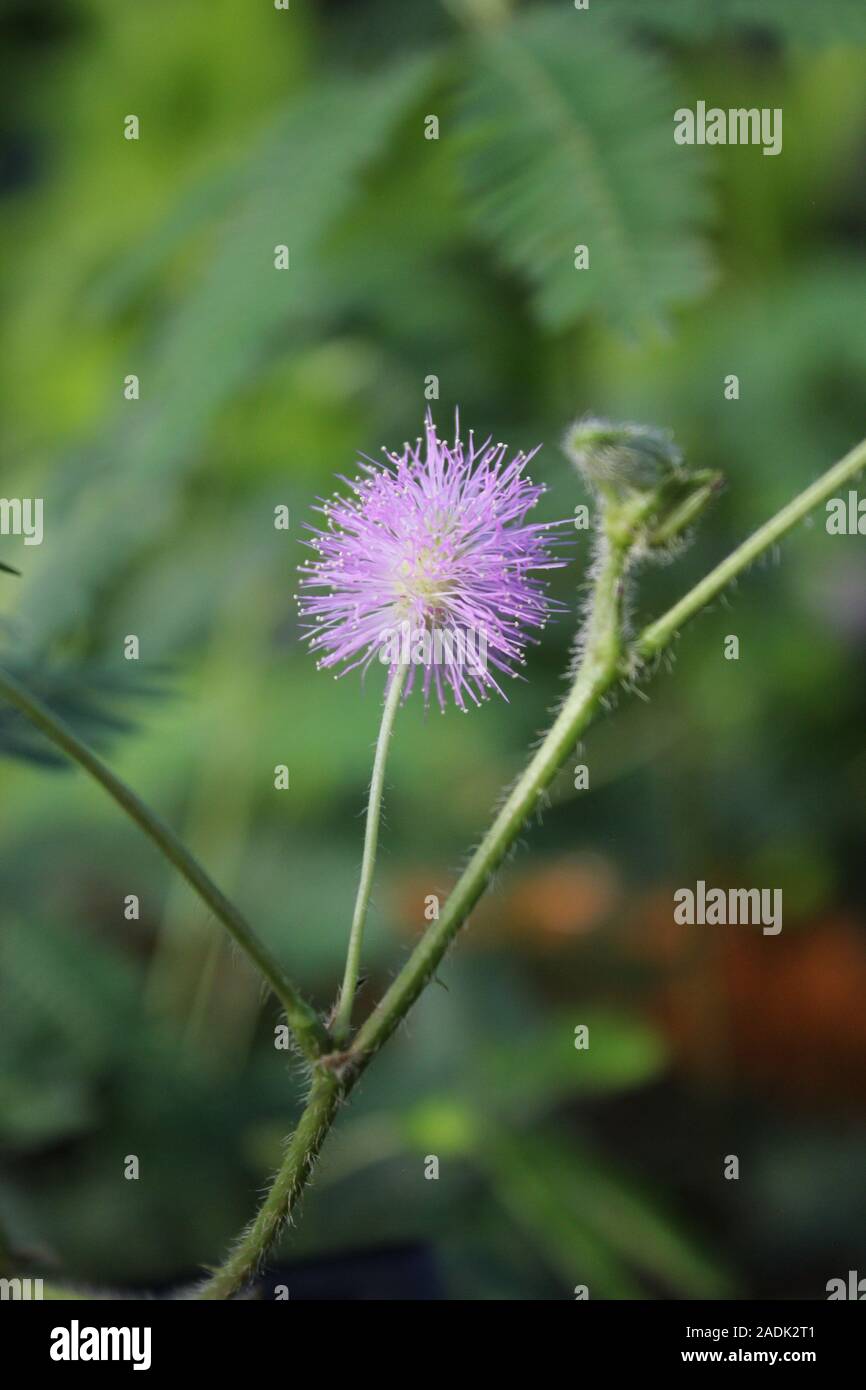 Sensitive plant, Mimosa pudica, humble plant Stock Photo - Alamy