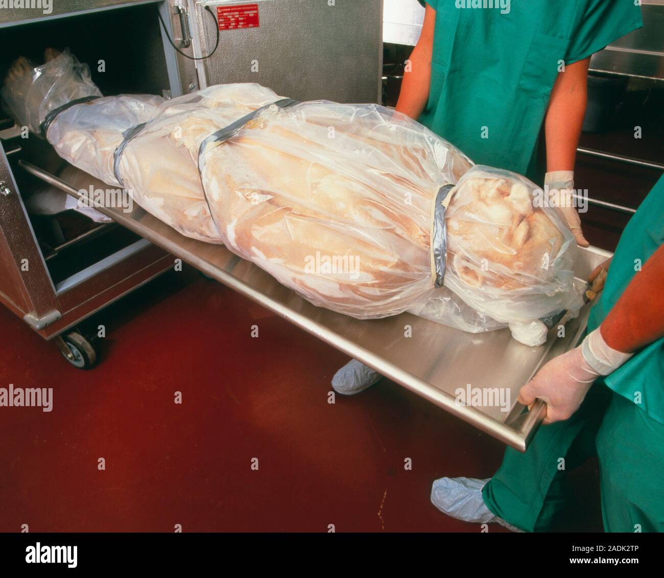 Mortuary. Mortuary technicians placing a male human body into a mobile ...
