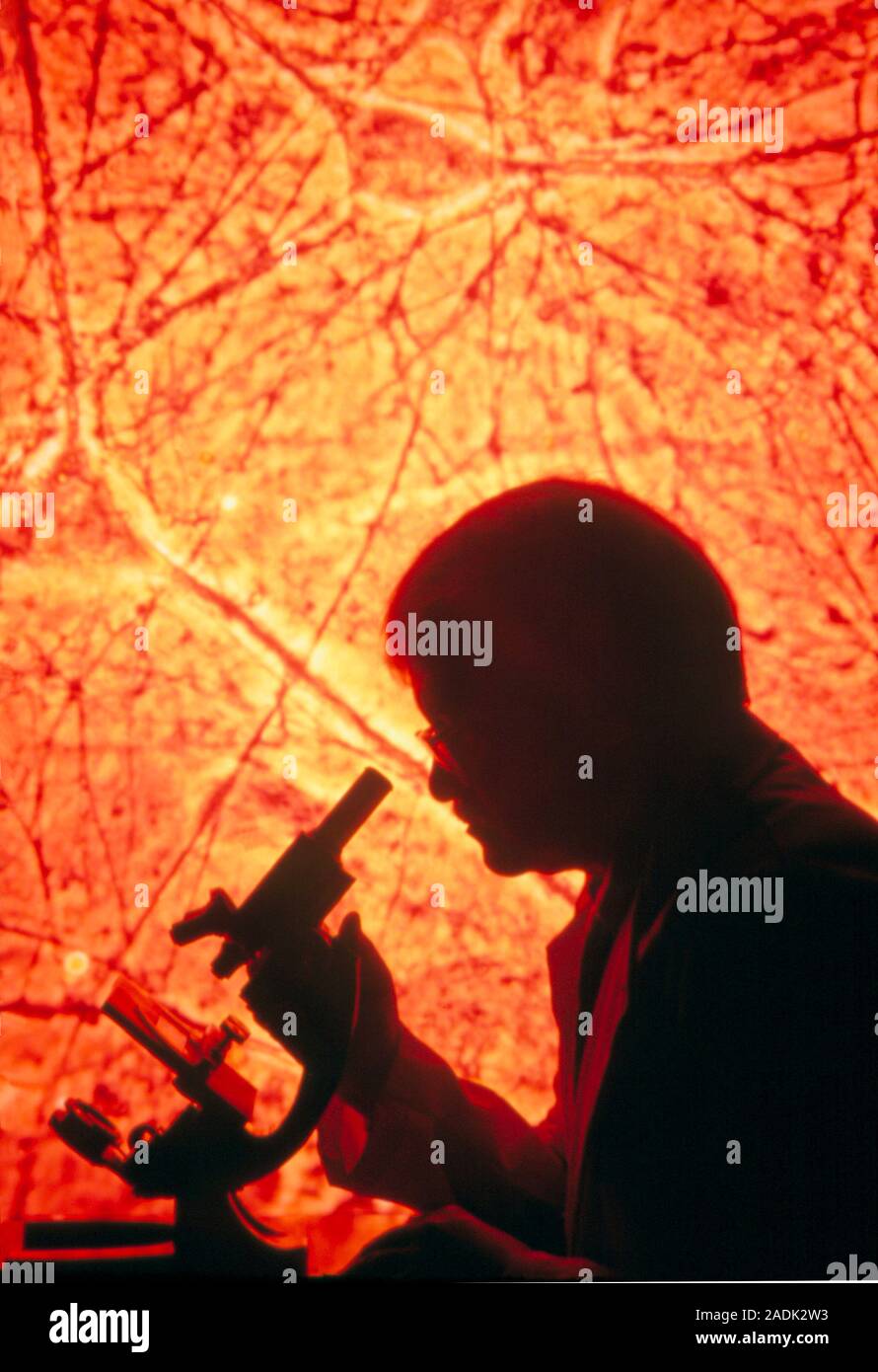 Silhouette of a pathologist using a light microscope to examine a ...