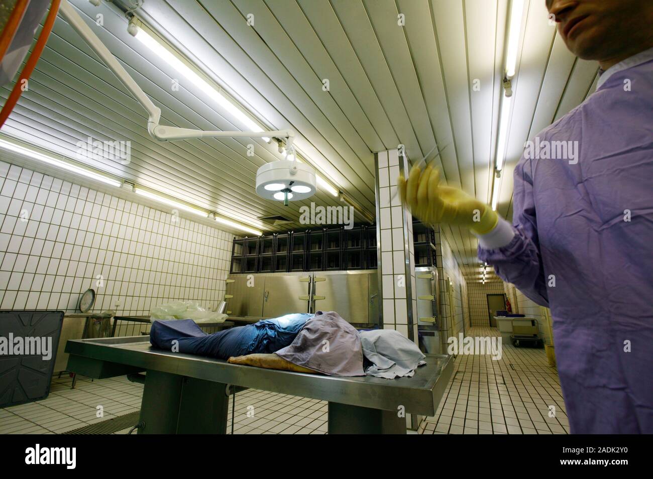 Mortuary. Pathologist (right) in a mortuary, carrying tweezers to be ...