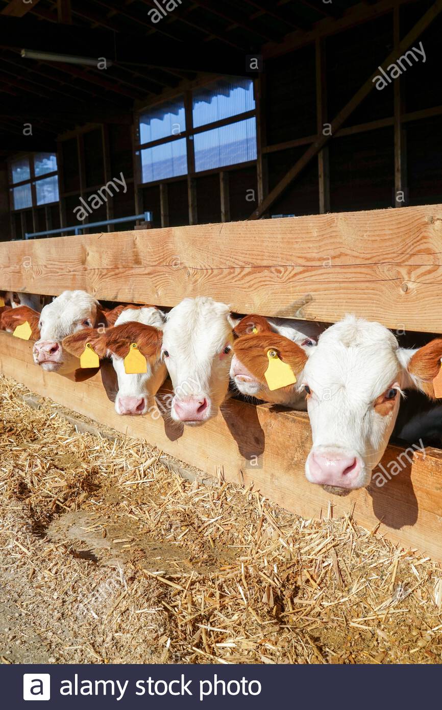 Fattening Stable High Resolution Stock Photography and Images - Alamy