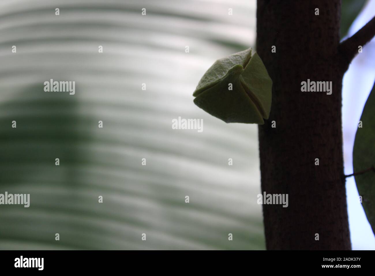 Guyabano Tree High Resolution Stock Photography and Images - Alamy