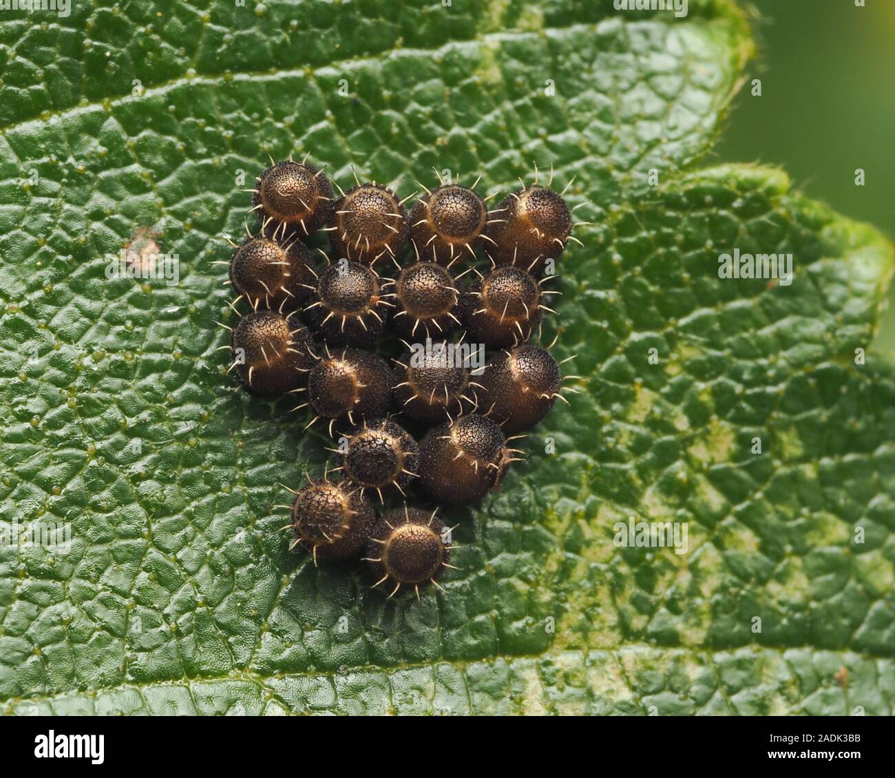 Bronze Shieldbug eggs (Troilus luridus) attached to birch leaf ...