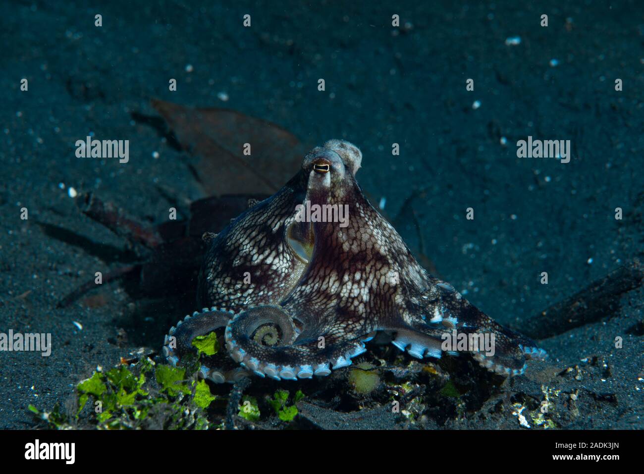 Coconut Octopus Amphioctopus marginatus Stock Photo - Alamy