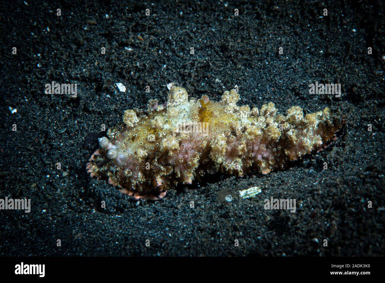 Dermatobranchus pustulosus hi-res stock photography and images - Alamy