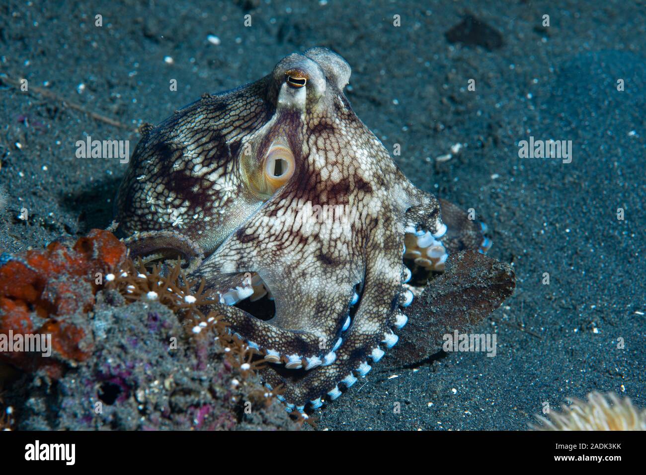 Coconut Octopus Amphioctopus marginatus Stock Photo - Alamy