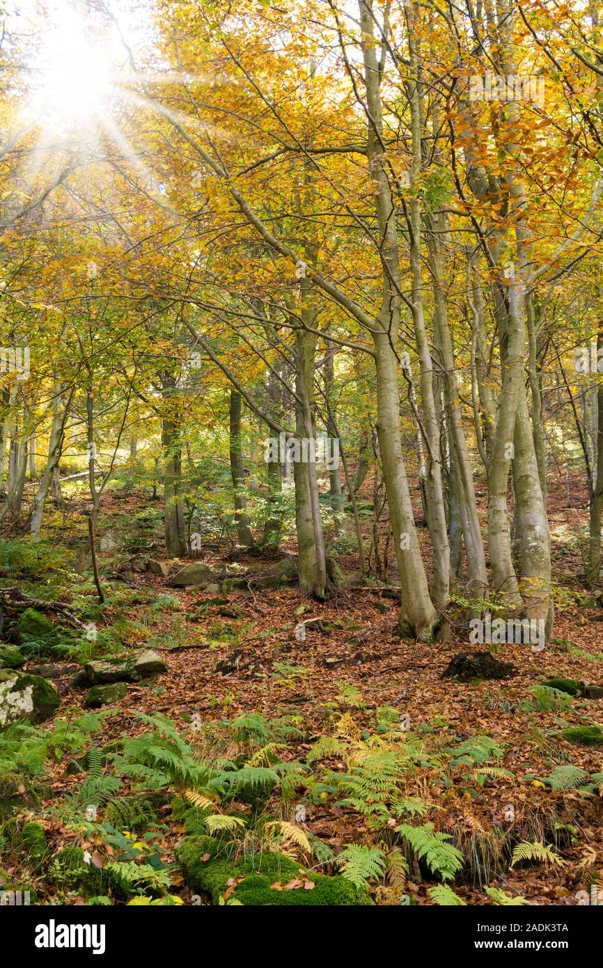 Sunbeams leaves hi-res stock photography and images - Alamy