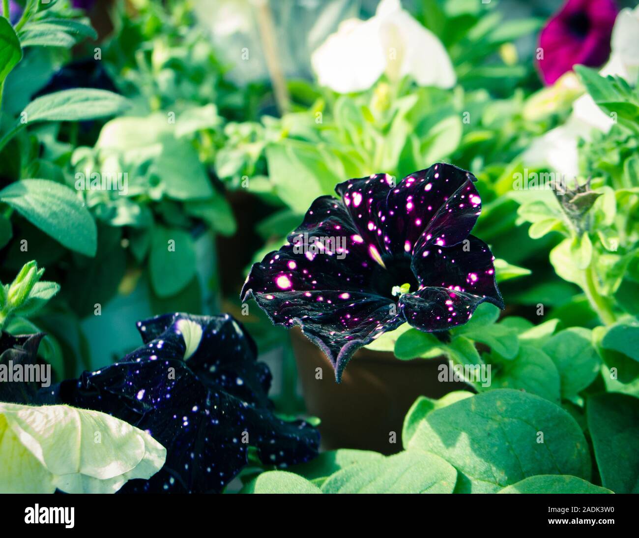 a petunia flower with unique color Stock Photo - Alamy