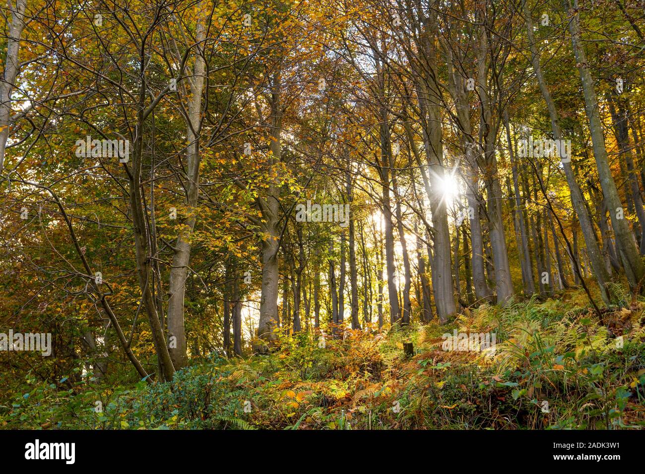 Sunbeams leaves hi-res stock photography and images - Alamy