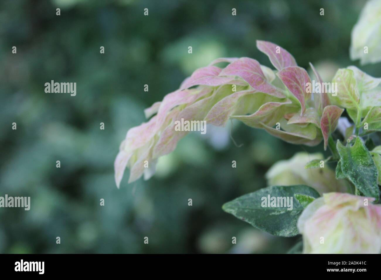 Justicia brandegeana shrimp plant hi-res stock photography and images ...
