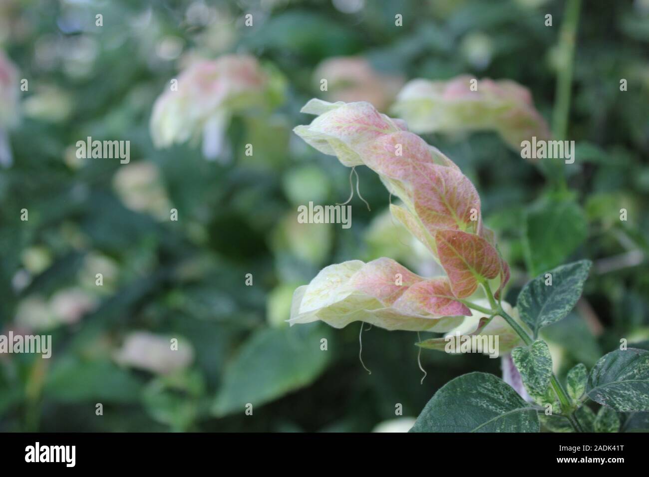 Variegated shrimp plant, justicia brandegeana, false hop, shrimp bush ...
